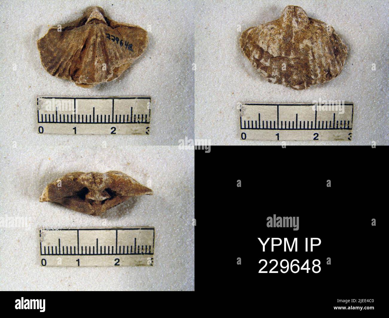 Spirifer sp animalia hi-res stock photography and images - Alamy