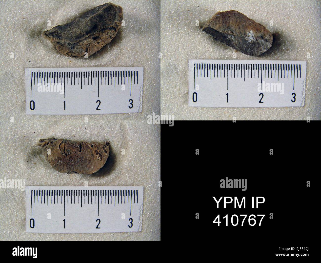 Platyostoma lineata animalia hi-res stock photography and images - Alamy