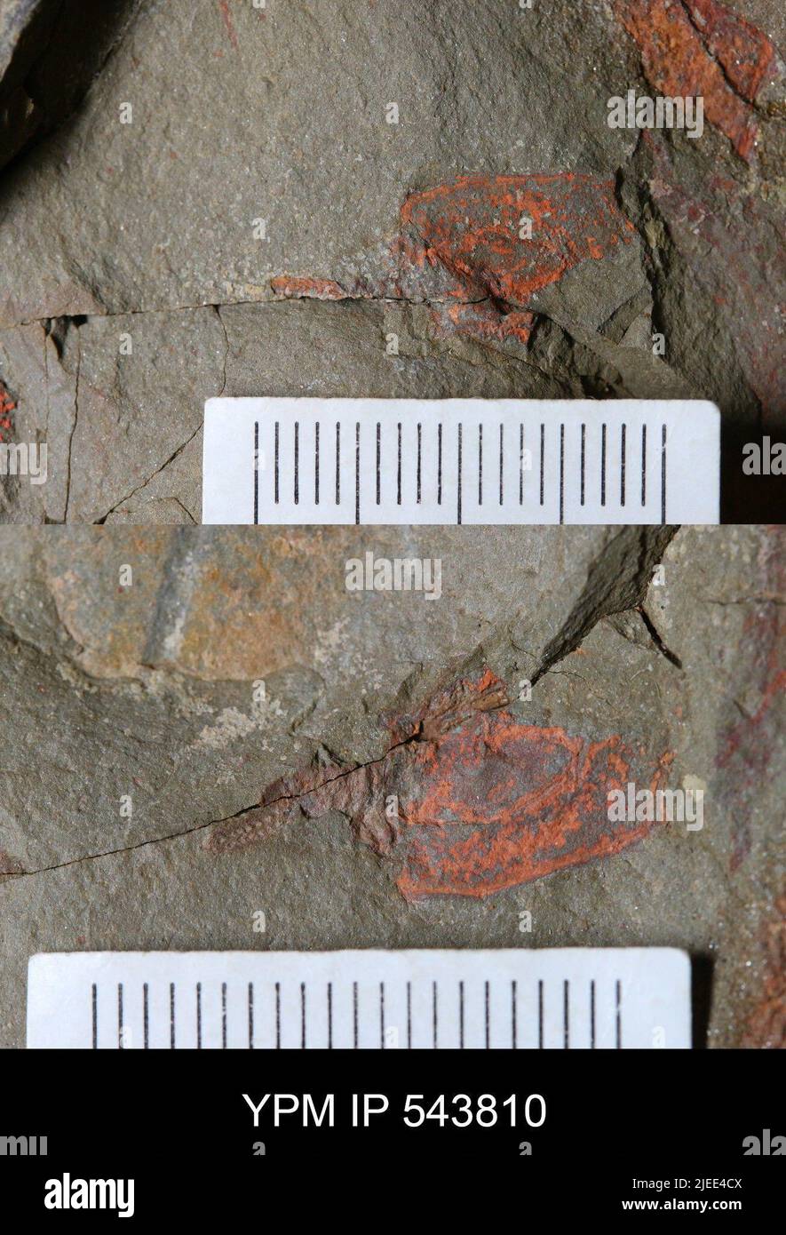 Homalozoa echinoderm hi-res stock photography and images - Alamy