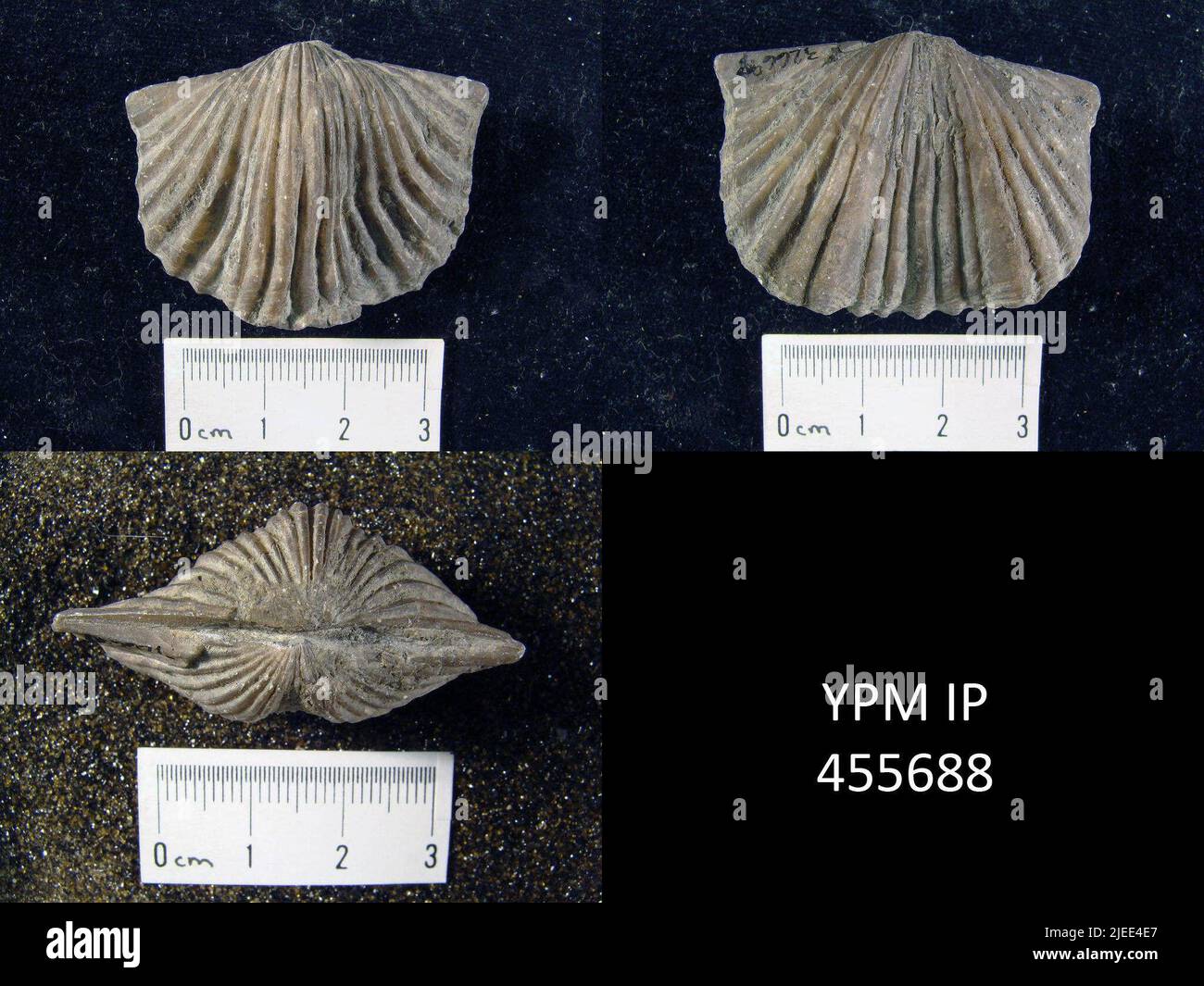 Platystrophia lynx (von Eichwald Stock Photo - Alamy