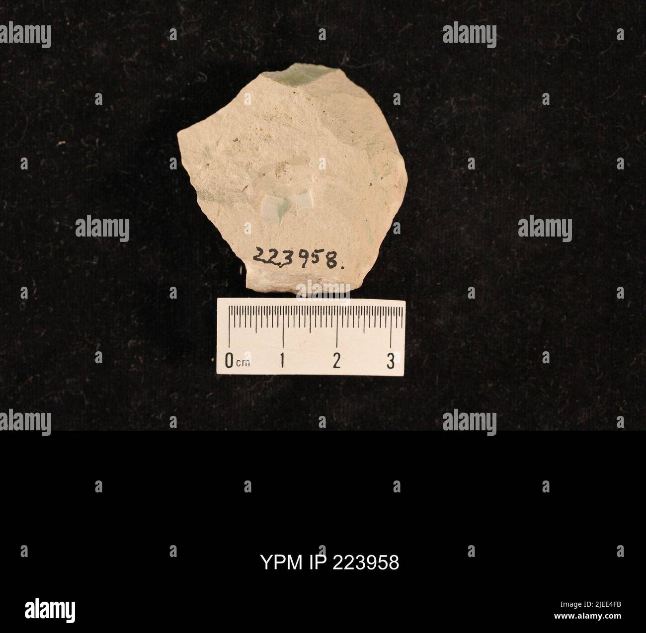 Dichentomum tinctum Tillyard Stock Photo - Alamy