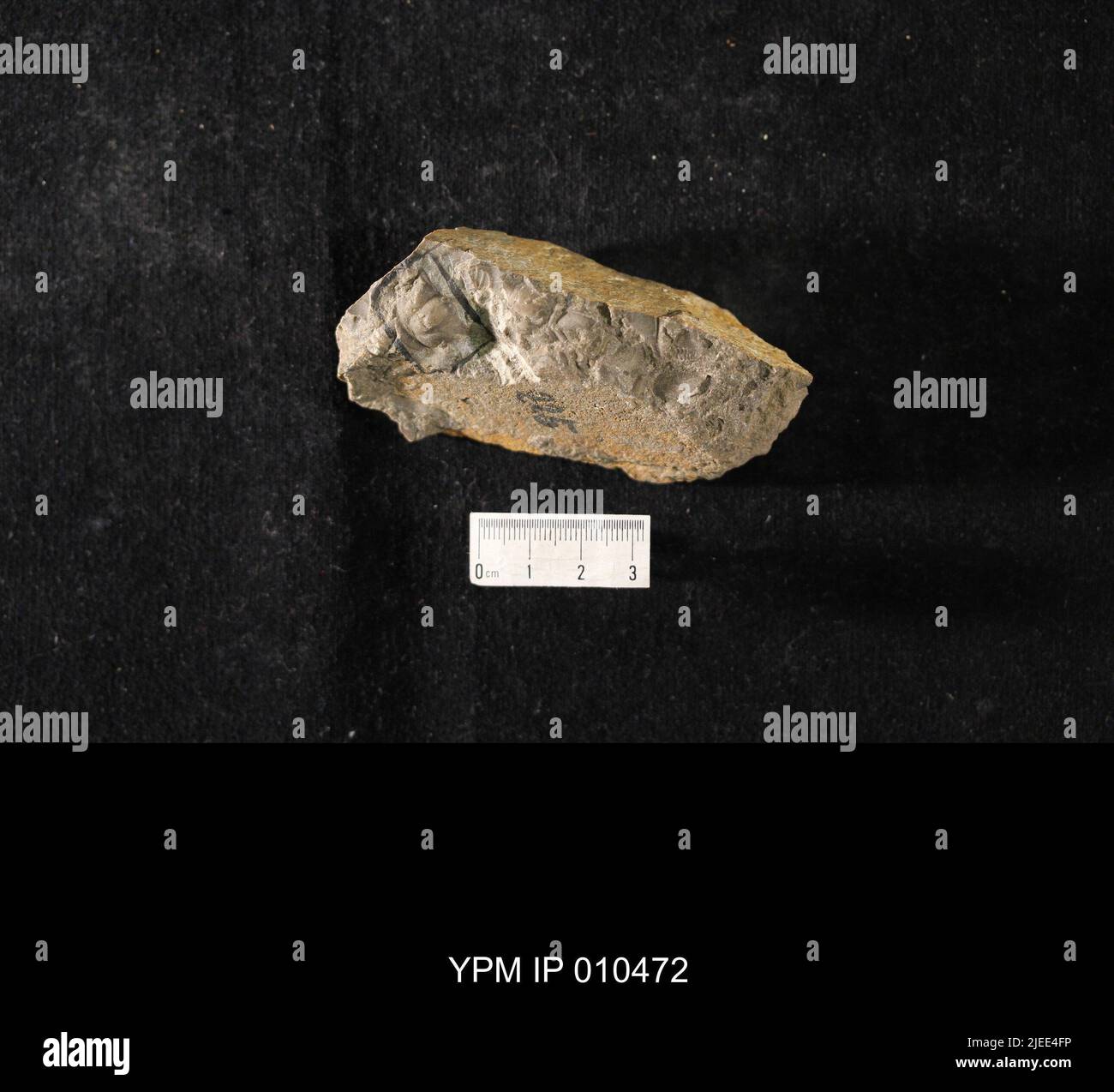 Batia hi-res stock photography and images - Alamy