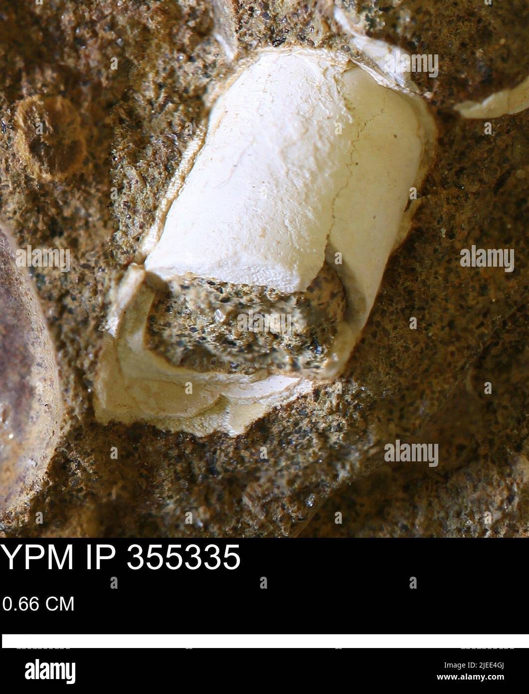 Scaphopoda tusk shells hi-res stock photography and images - Alamy