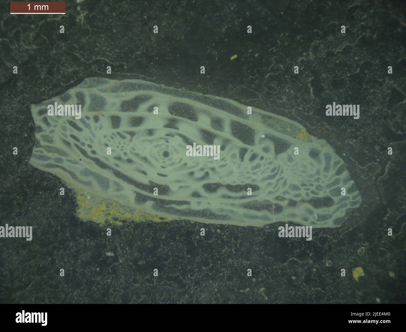 Ohioensis hi-res stock photography and images - Alamy