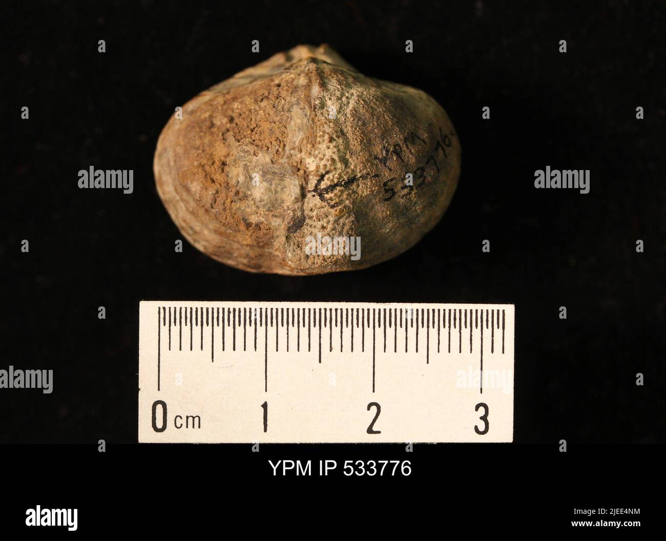 Sacculus hi-res stock photography and images - Alamy