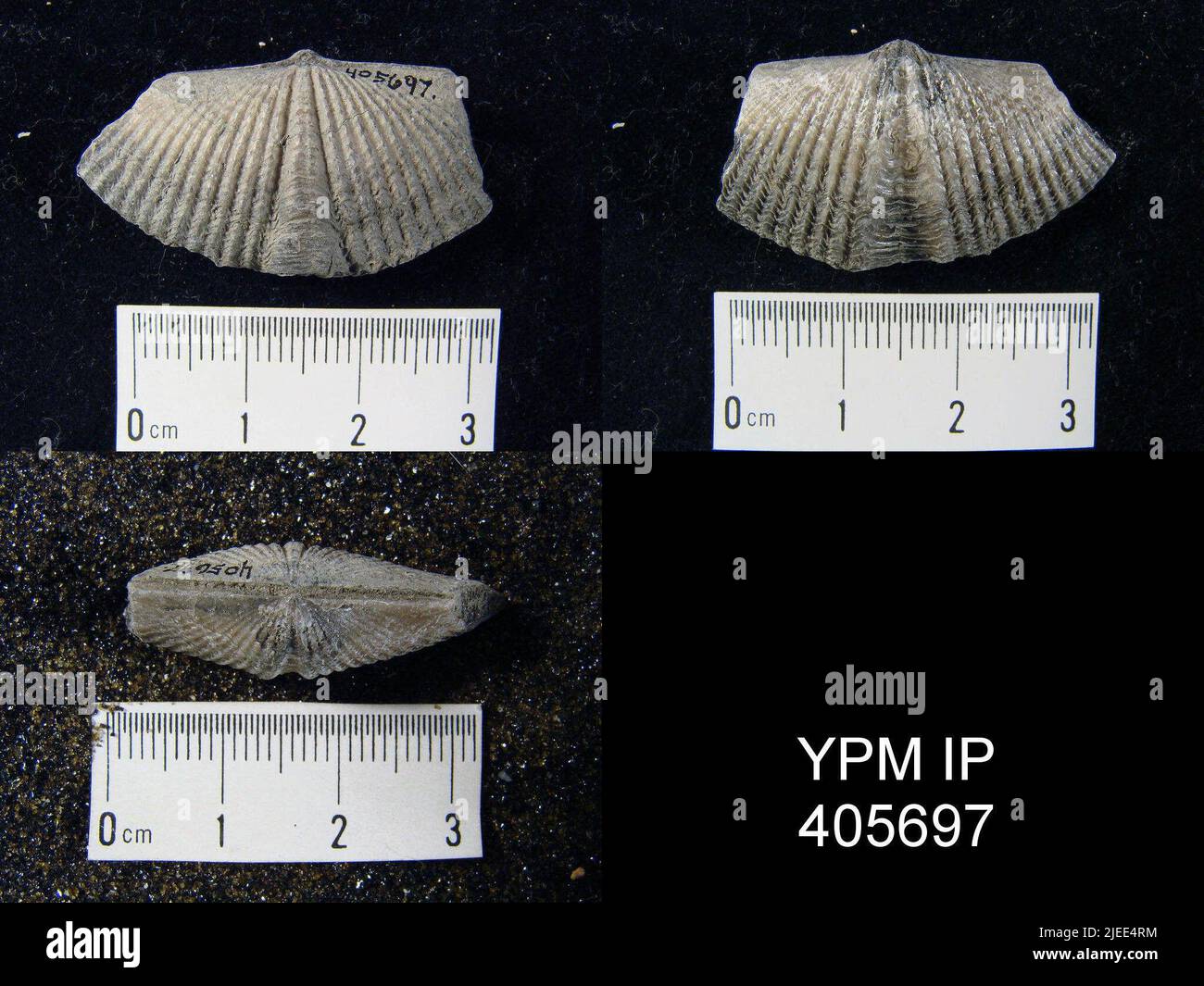 Mucrospirifer mucronatus animalia hi-res stock photography and images ...