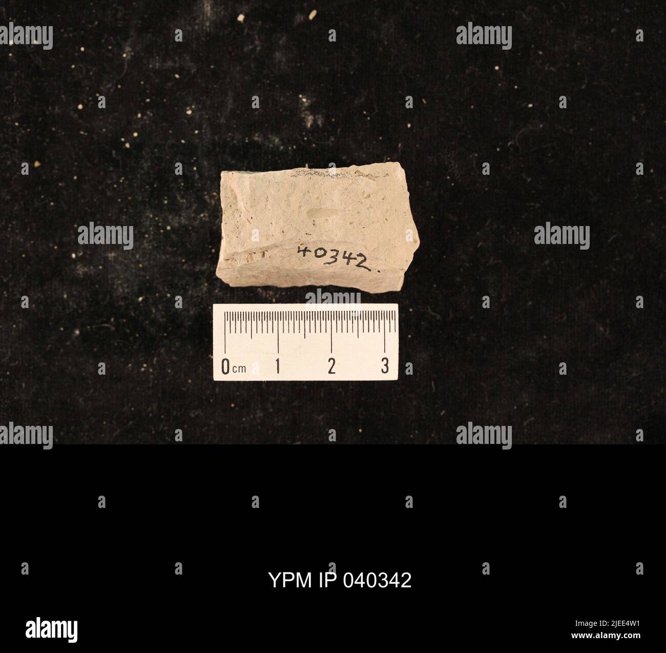 Megasecoptera. IPB.05168: Kansas. Dickinson County. Elmo. upper 2 ...