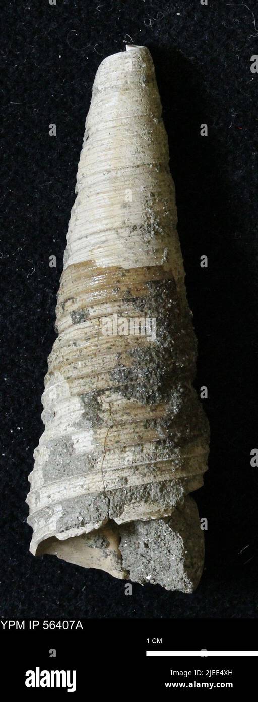 Turritella vertebroides Morton Stock Photo - Alamy