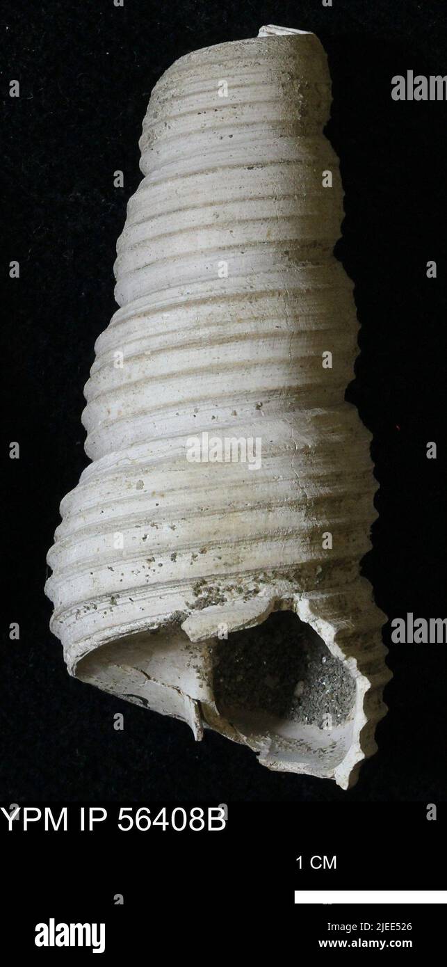 Turritella sp animalia hi-res stock photography and images - Alamy