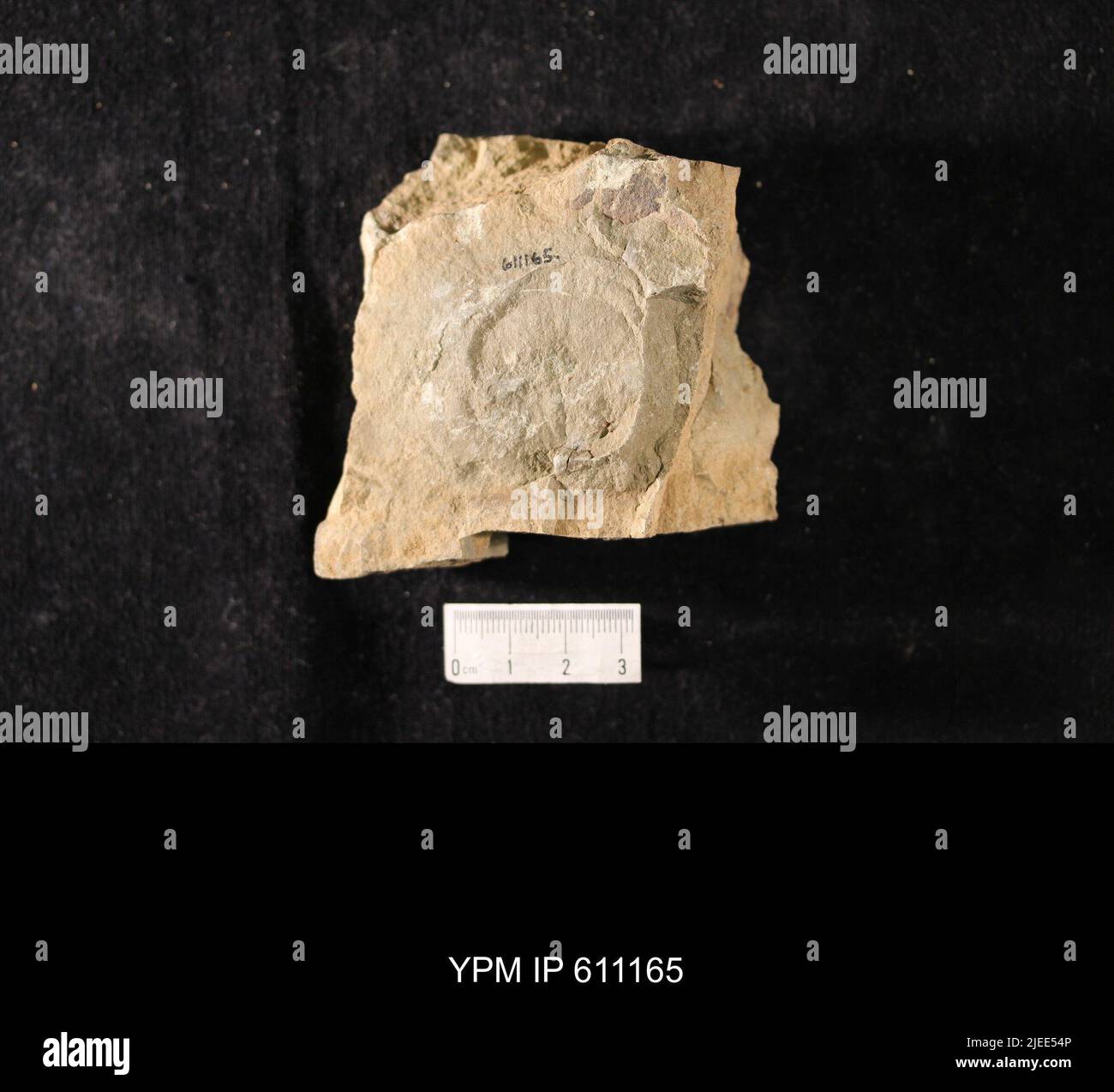 Tabulata stony corals hi-res stock photography and images - Alamy