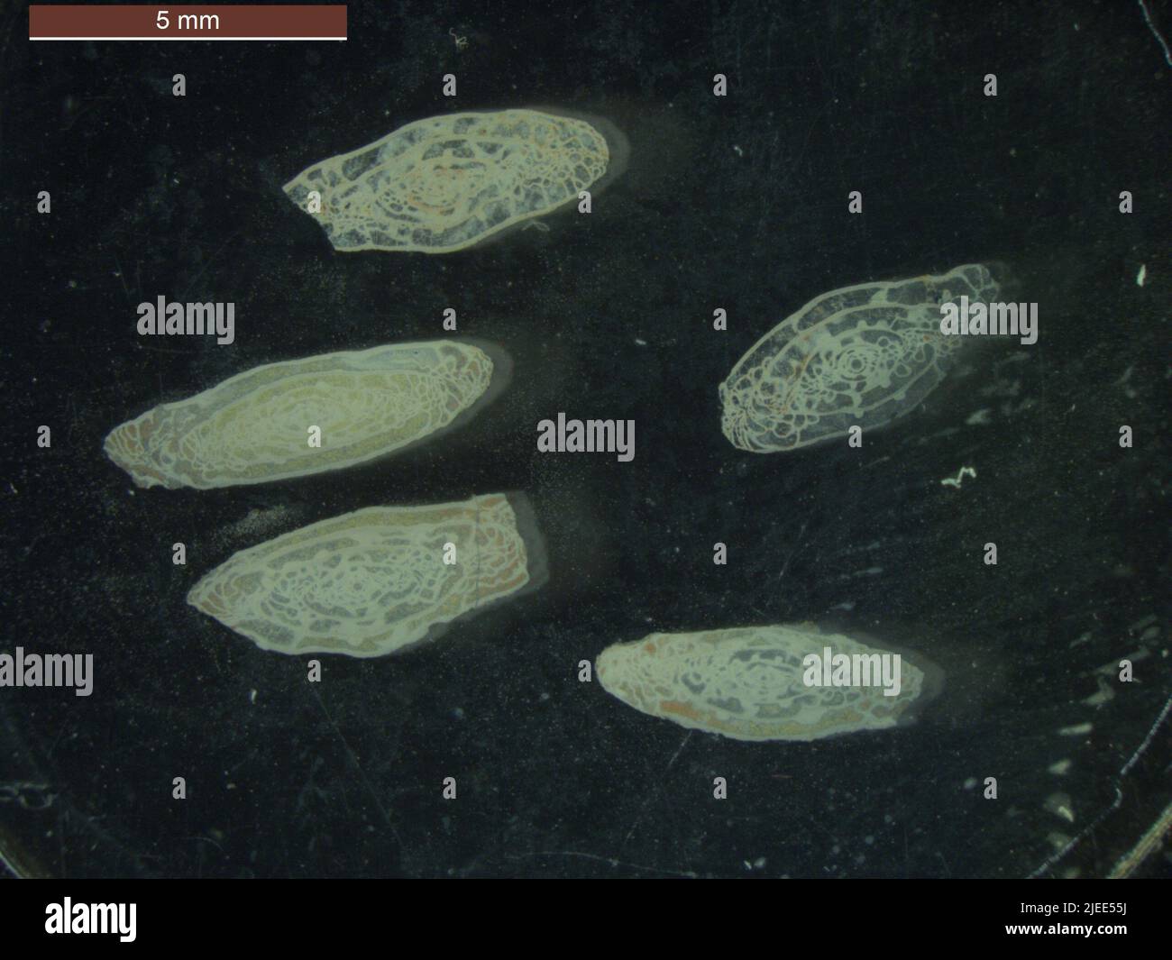 Triticites pygmaeus (Dunbar & Condra Stock Photo - Alamy