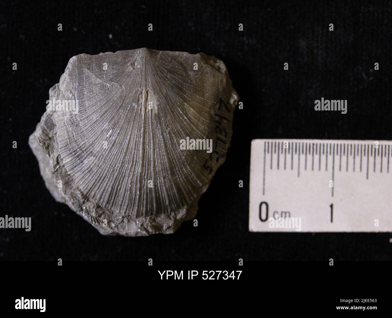 Rafinesquina alternata ponderosa Ulrich, 1903 Stock Photo - Alamy