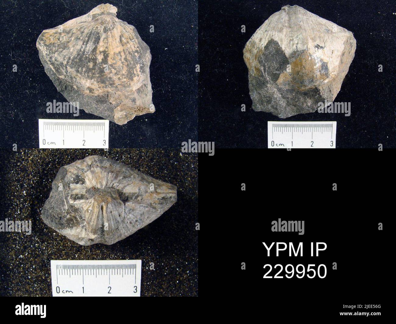 Neospirifer sp animalia hi-res stock photography and images - Alamy