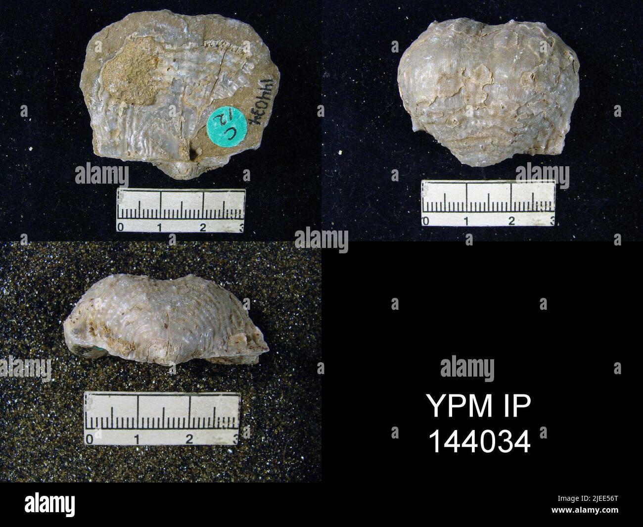 Dictyoclostus indicus waagen animalia High Resolution Stock Photography ...
