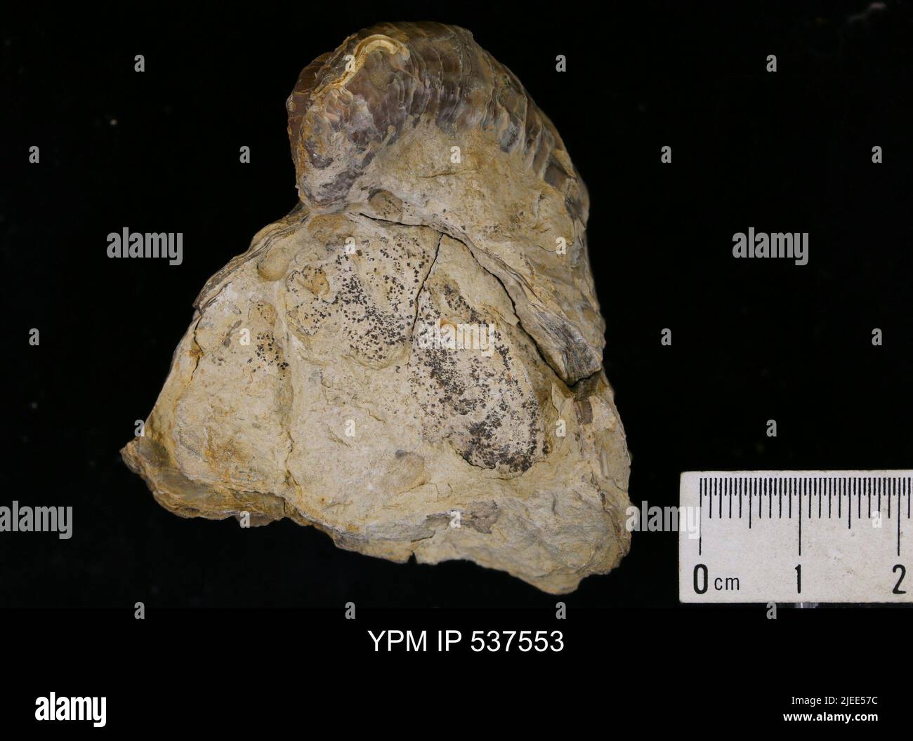 Gryphaea mucronata gabb animalia hi-res stock photography and images ...