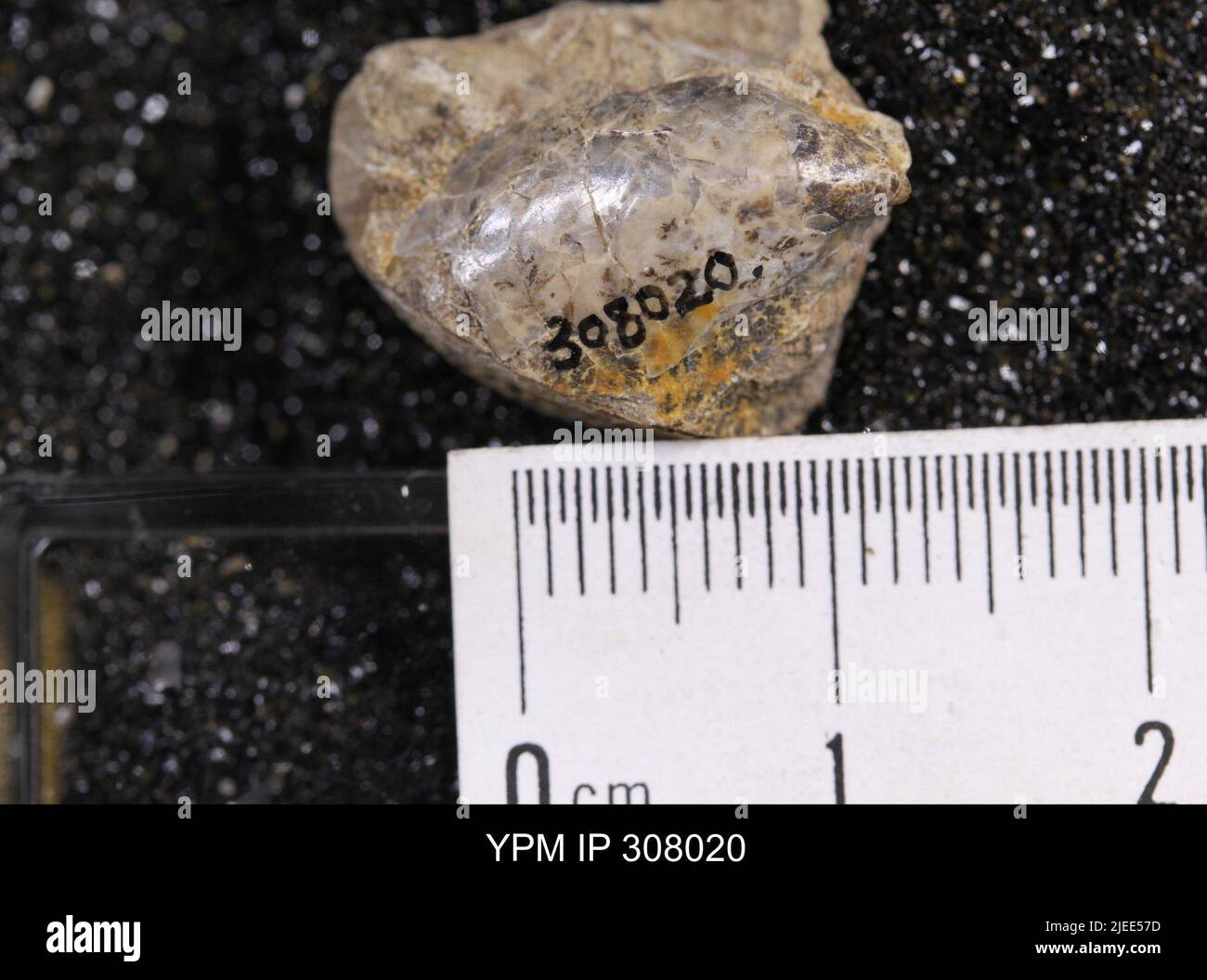 Inoceramus sp animalia hi-res stock photography and images - Alamy