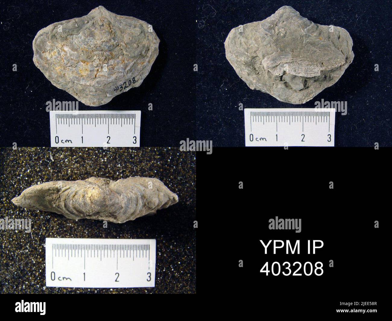 Athyris lamellosa leveille hi-res stock photography and images - Alamy