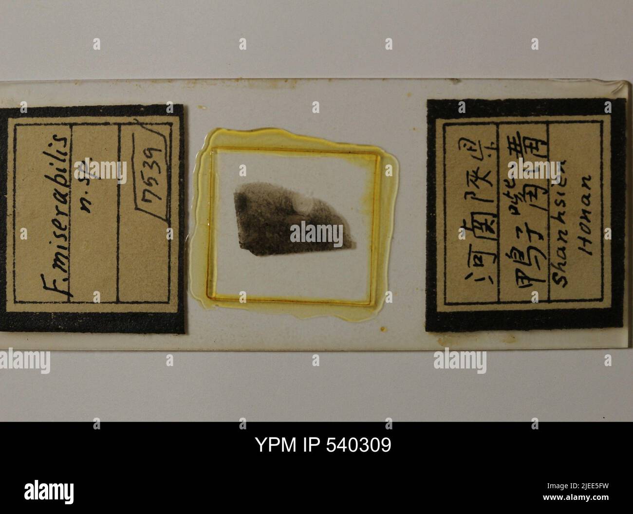 Foraminiferida f hi-res stock photography and images - Alamy