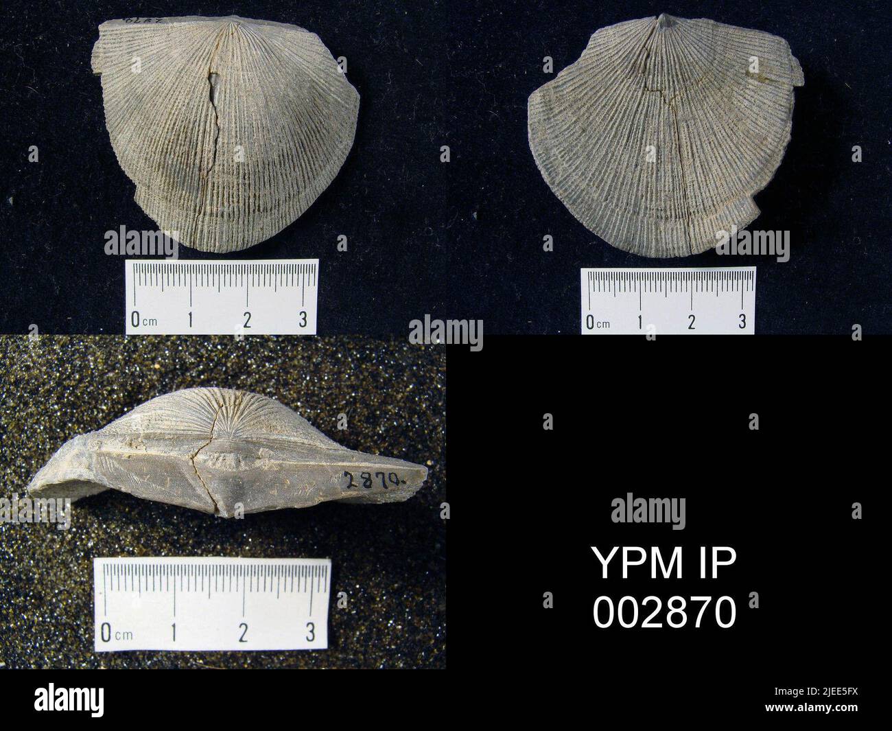 Umbraculum umbraculum hi-res stock photography and images - Alamy