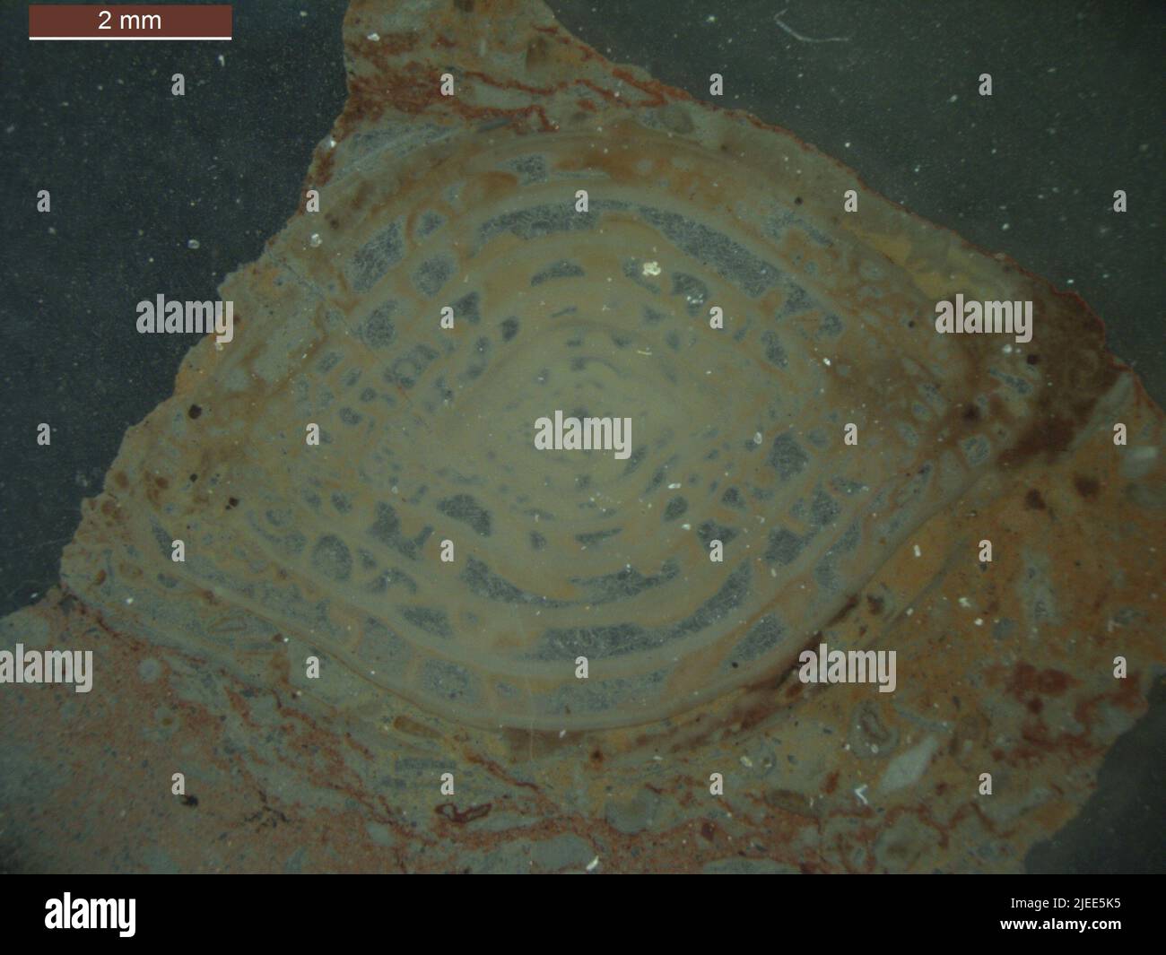 Pinguis hi-res stock photography and images - Alamy