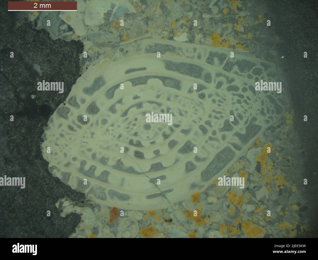 Rhizopo hi-res stock photography and images - Alamy