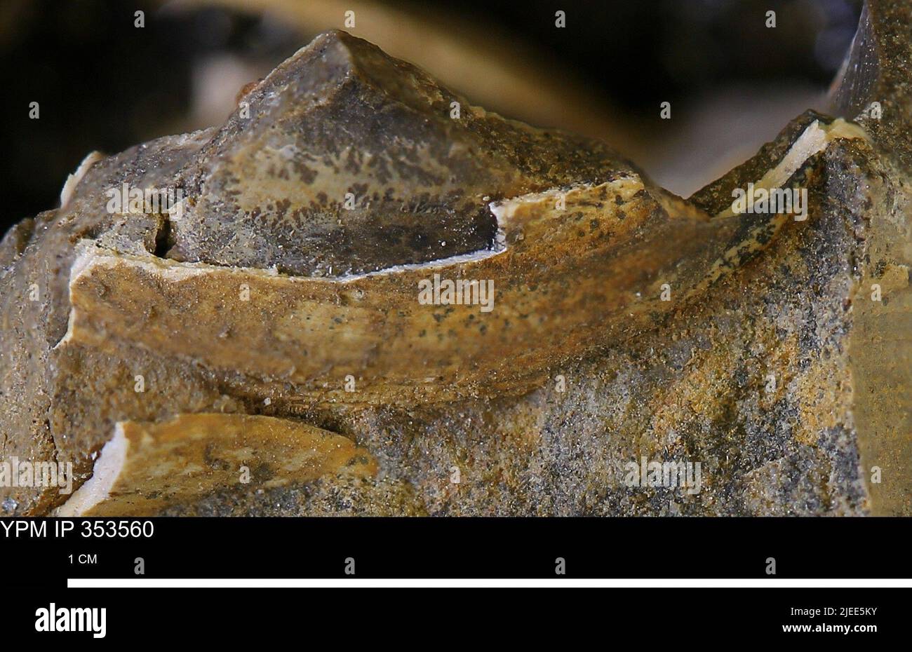 Bivalvia morphology hi-res stock photography and images - Alamy
