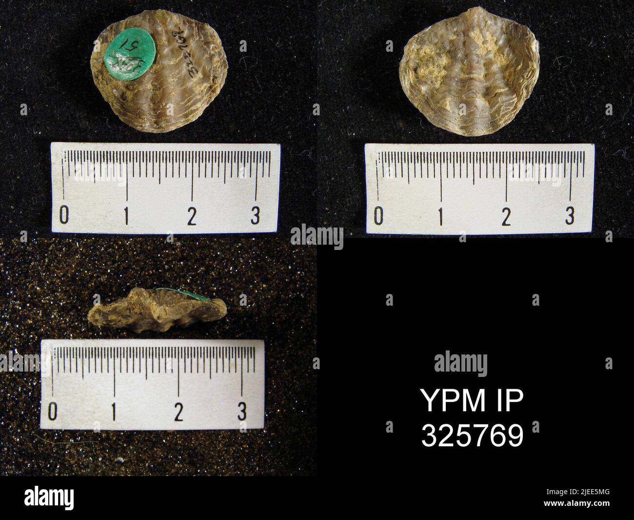 Atrypa hystrix occidentalis hall hi-res stock photography and images ...