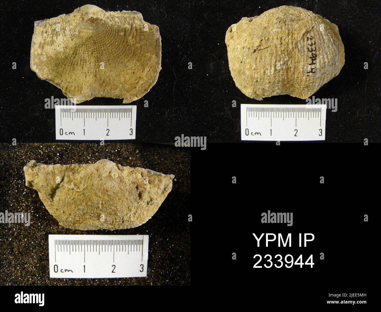 Dictyoclostus americanus Dunbar & Condra Stock Photo - Alamy