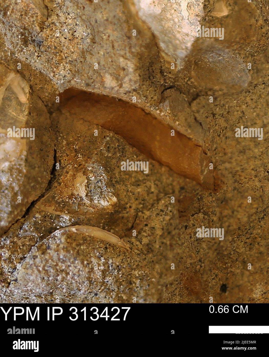 Corbicula sp animalia hi-res stock photography and images - Alamy