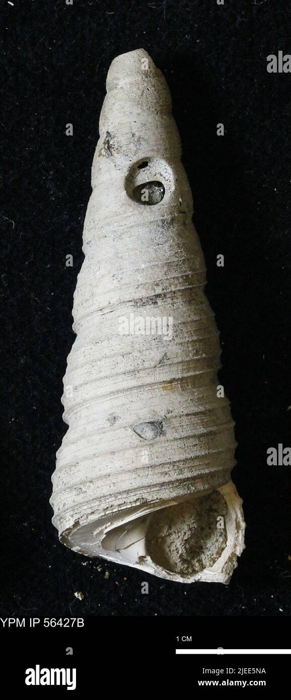 Turritella sp animalia hi-res stock photography and images - Alamy