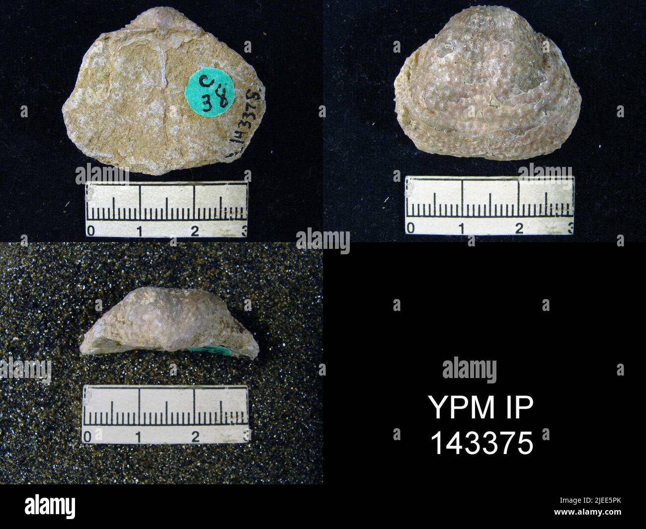 Productus fossil hi-res stock photography and images - Alamy