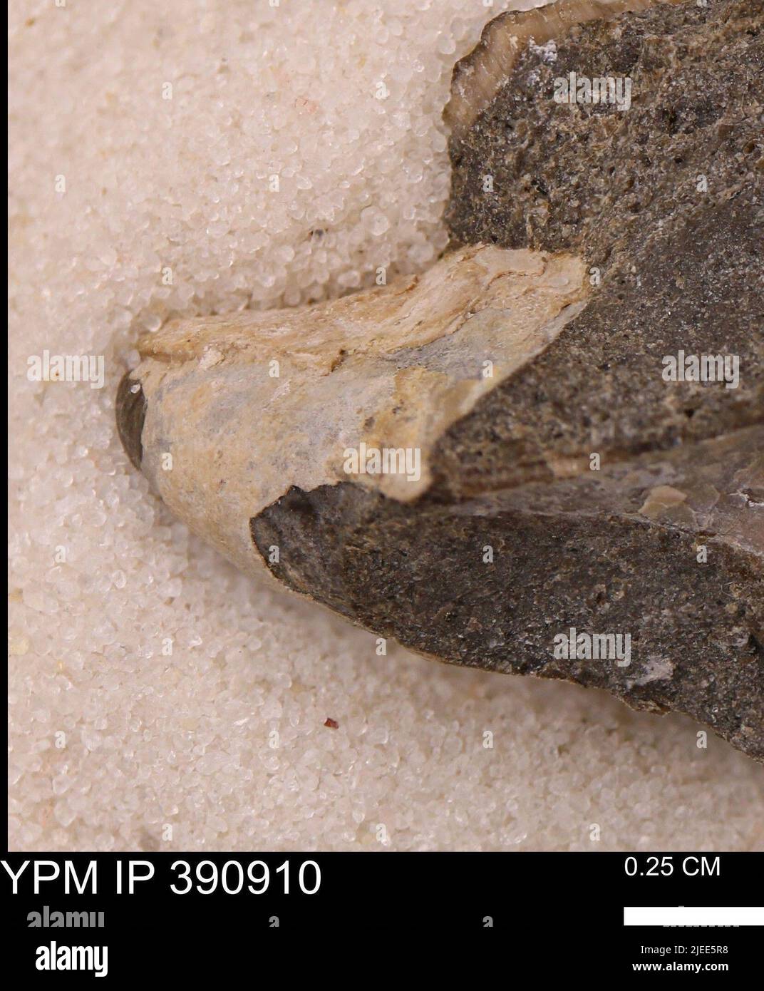 Dentaliidae tusk hi-res stock photography and images - Alamy