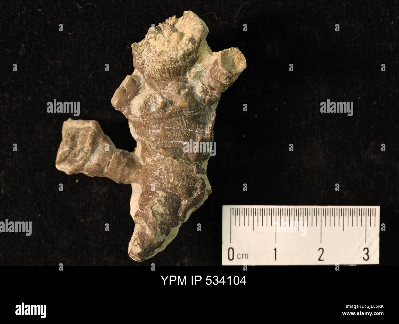 Lithostrotion proliferum Hall Stock Photo - Alamy