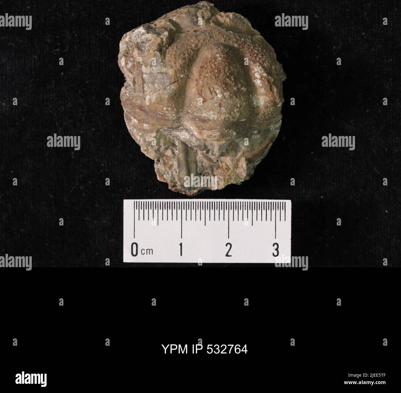 Tricrepicephalus coria animalia hi-res stock photography and images - Alamy