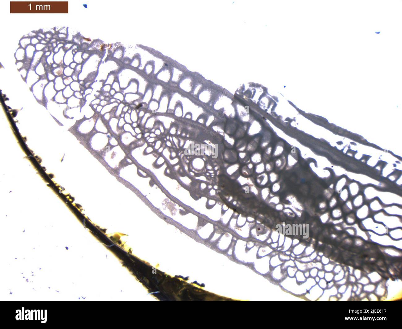 Triticites powwowensis Dunbar & Skinner Stock Photo - Alamy