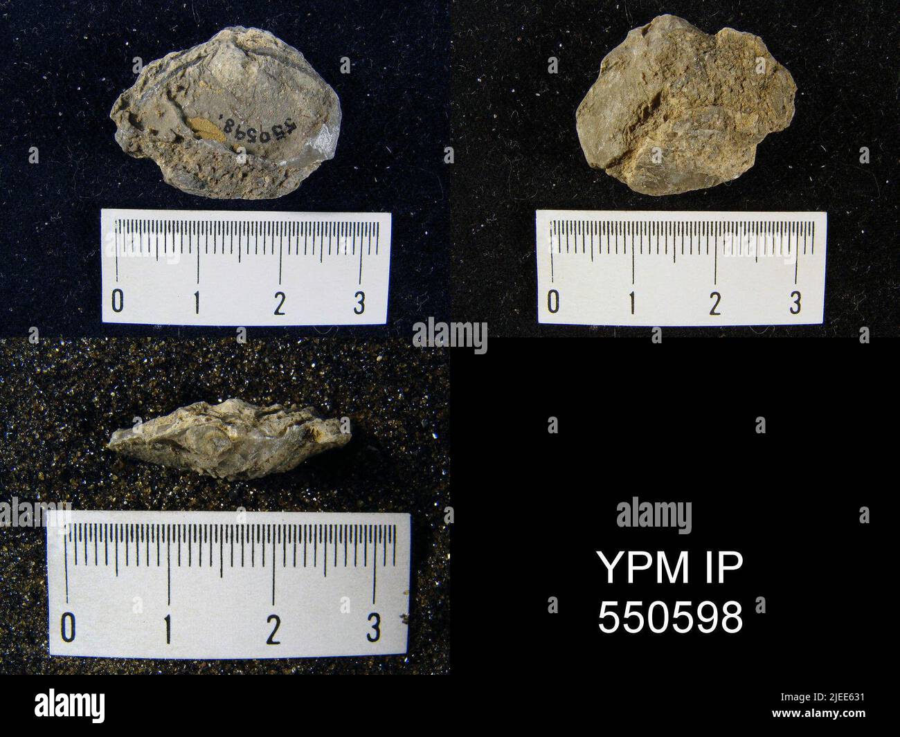 Undet rhynchonelliformea animalia High Resolution Stock Photography and ...