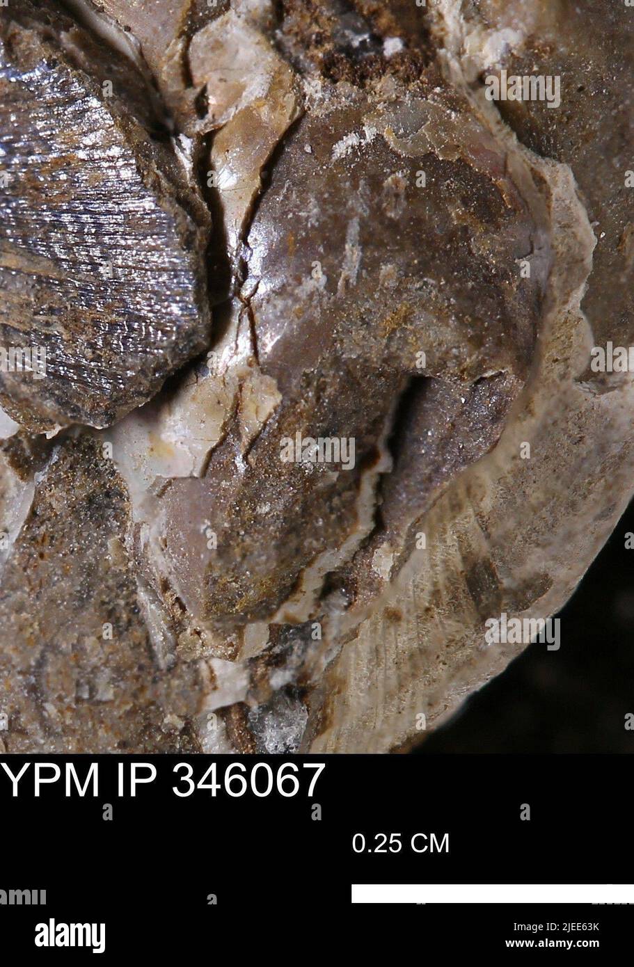 Undet mollusca animalia hi-res stock photography and images - Alamy