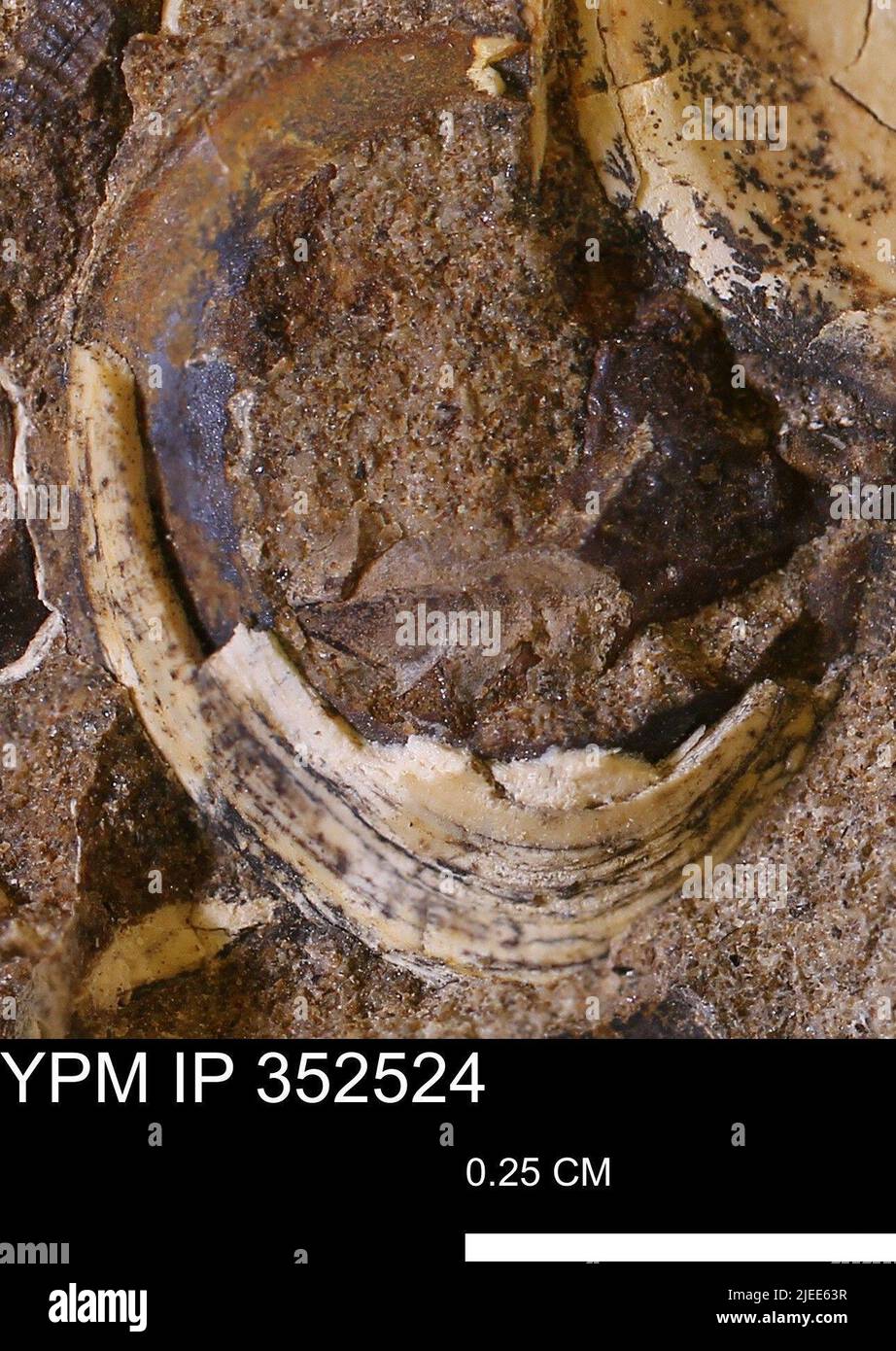 Evolution of foot adaptations hi-res stock photography and images - Alamy
