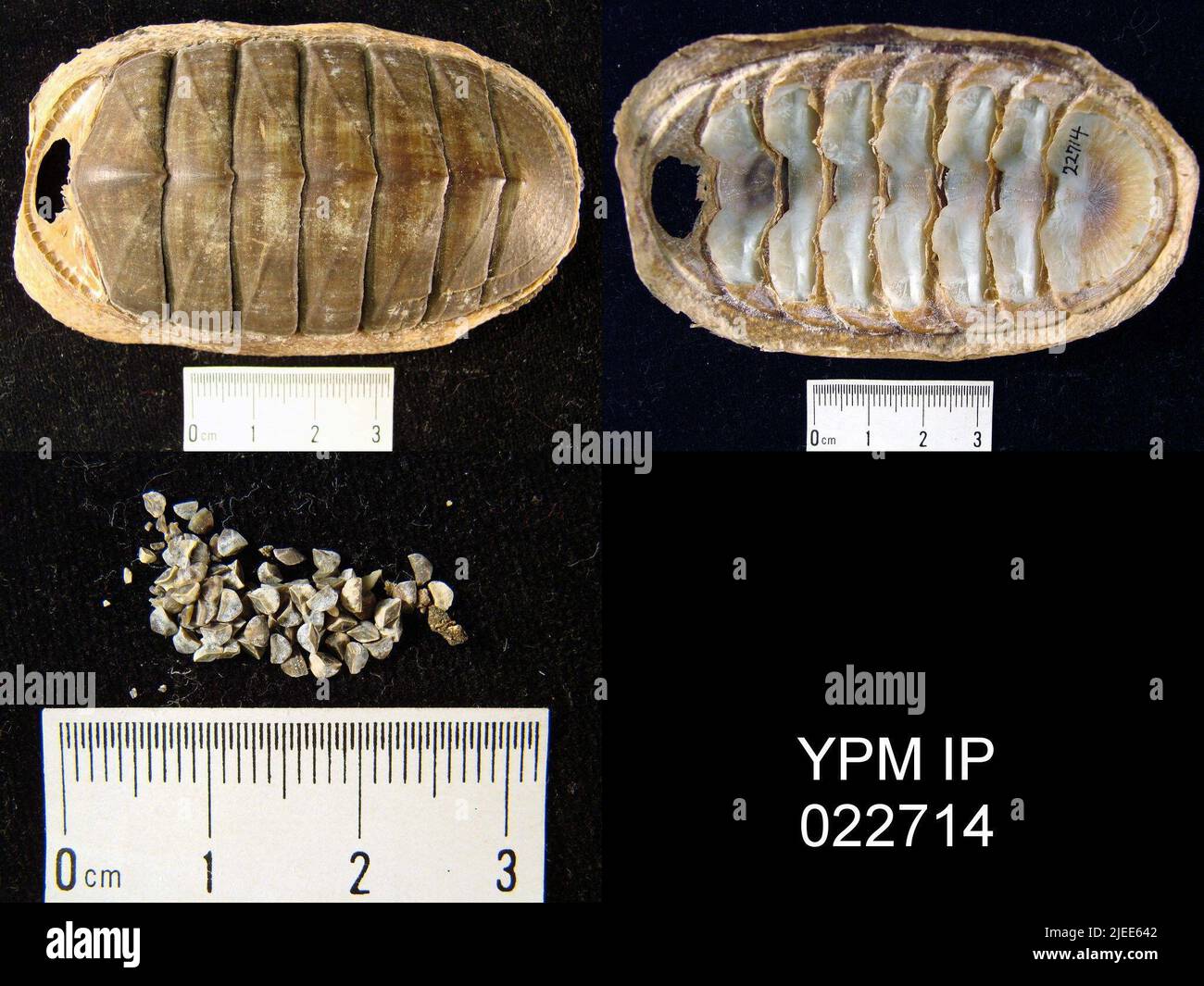 Polyplacophora hi-res stock photography and images - Alamy