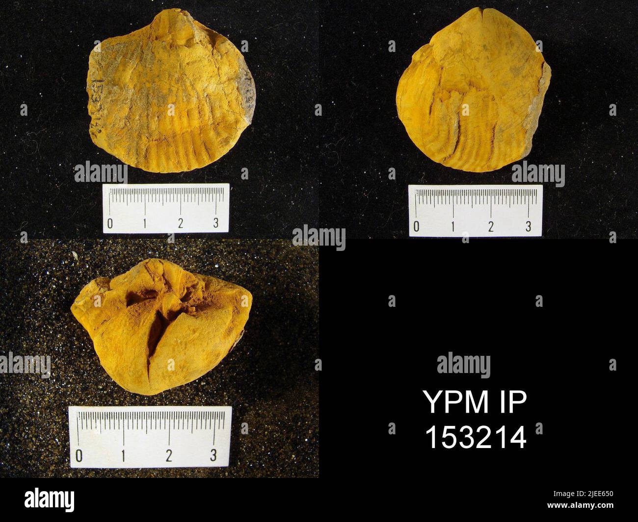 Pentamerus hi-res stock photography and images - Alamy