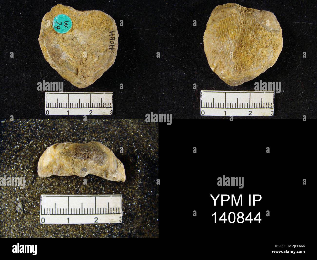 Productus (Waagenoconcha) purdoni Stock Photo - Alamy