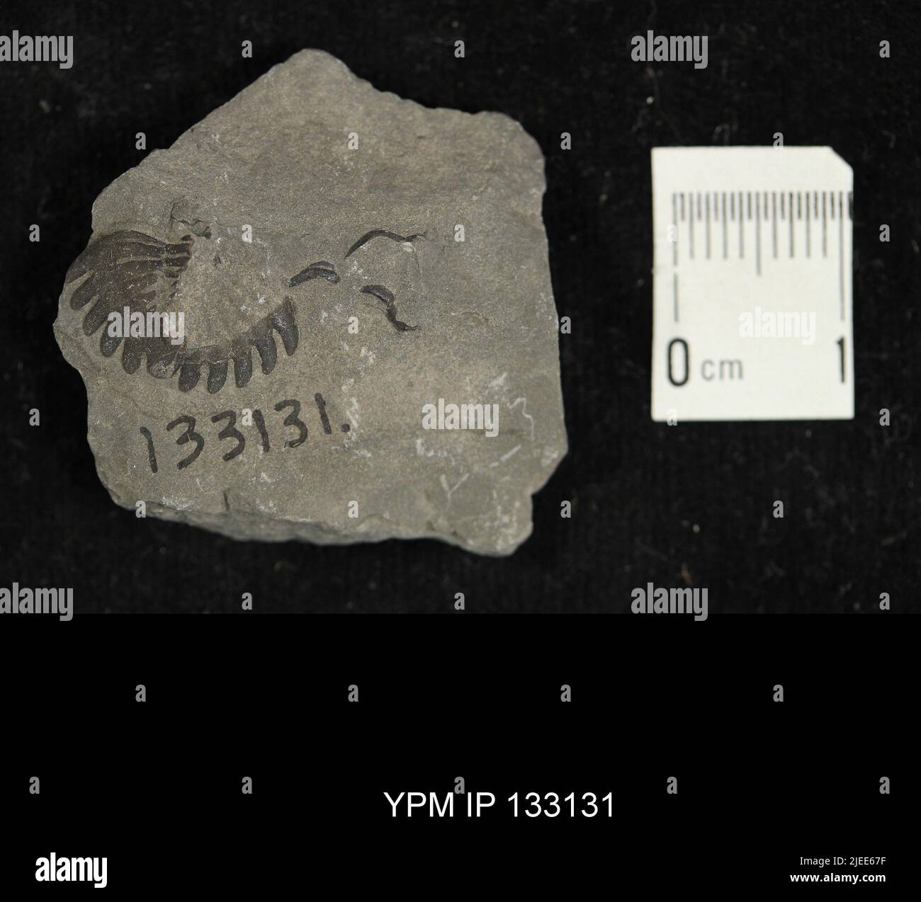 Boothi hi-res stock photography and images - Alamy