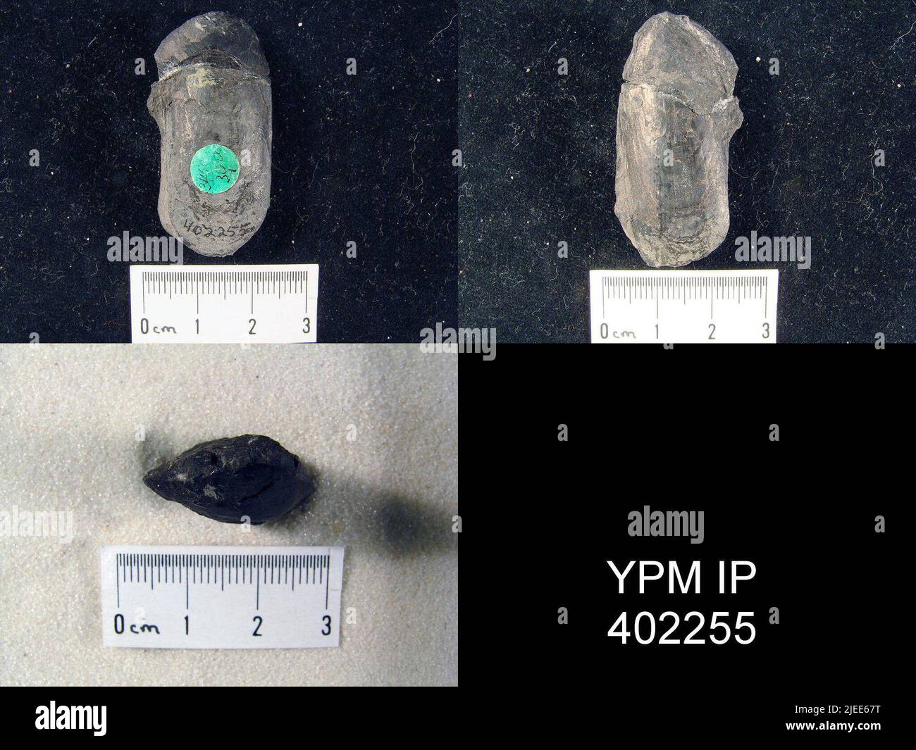 Lingula brachiopod hi-res stock photography and images - Alamy