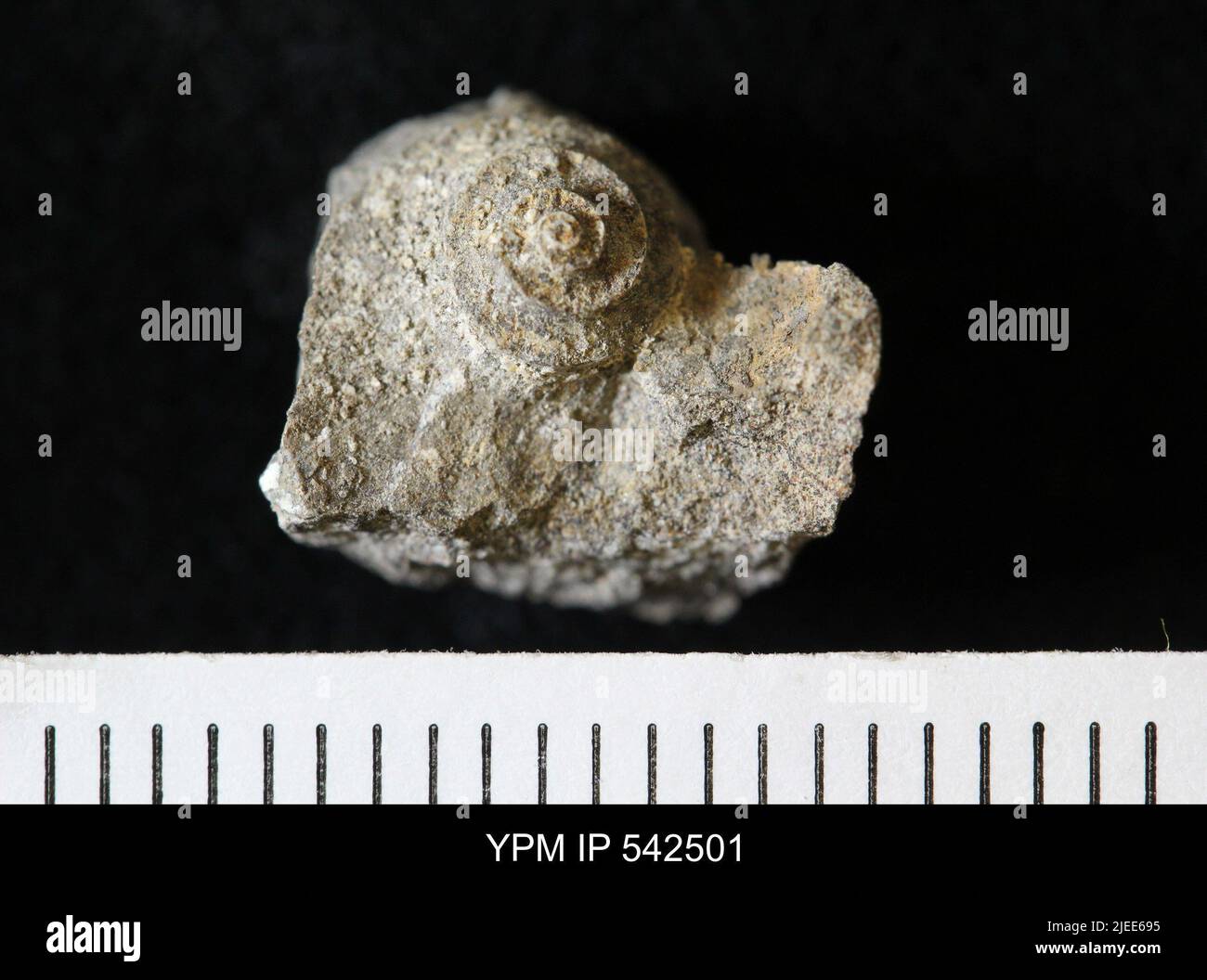 Ammonoidea animalia hi-res stock photography and images - Alamy