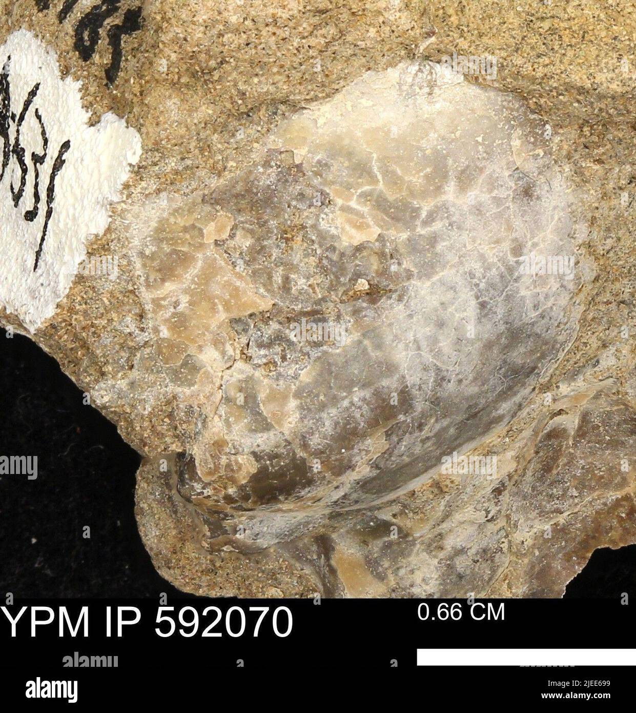 Scaphopoda tusk shells hi-res stock photography and images - Alamy