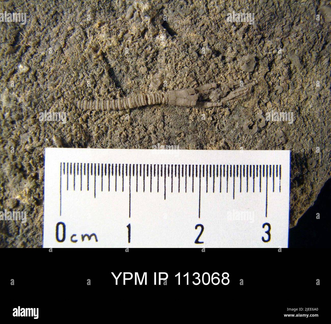 Crinoid calyx hi-res stock photography and images - Alamy