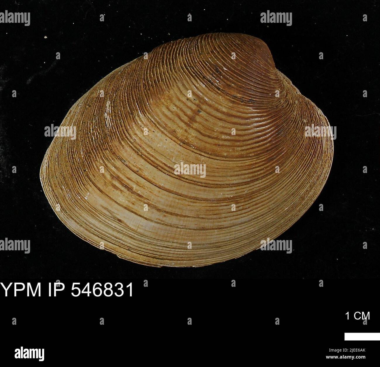 Venus mercenaria antiqua Verrill, 1875 Stock Photo - Alamy