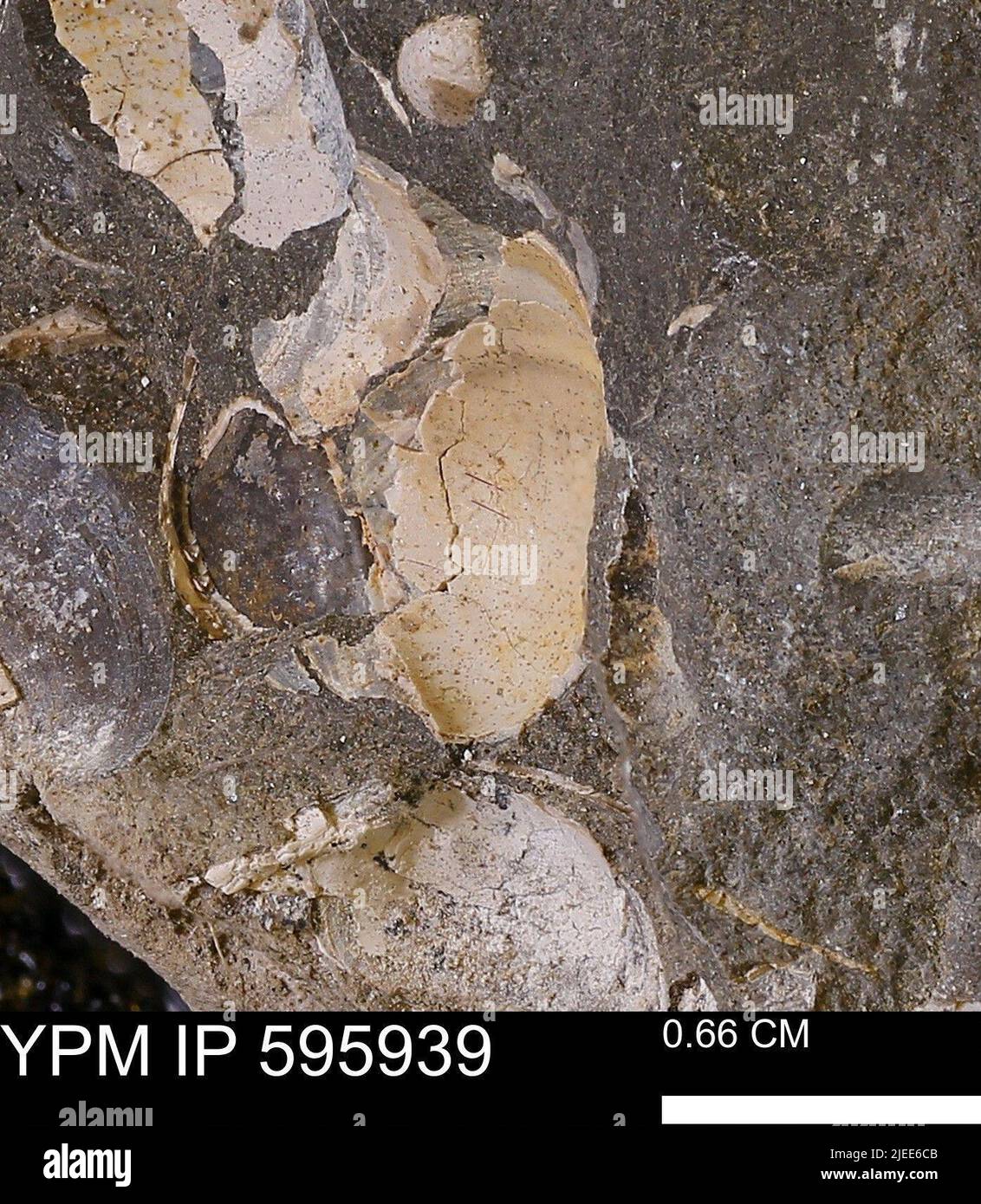 Undet bivalvia animalia hi-res stock photography and images - Alamy