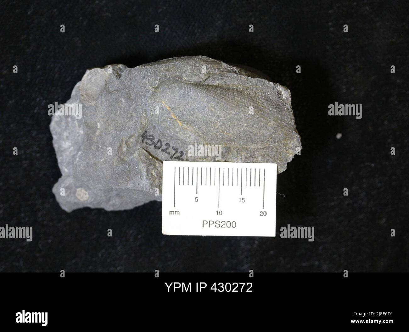 Mytilacea hi-res stock photography and images - Alamy