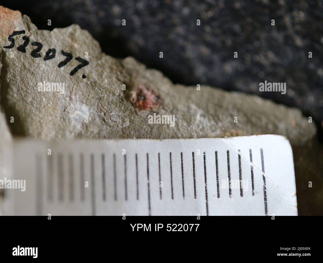 Undet ichnofossil ichnofossil ichnofossils hi-res stock photography and ...